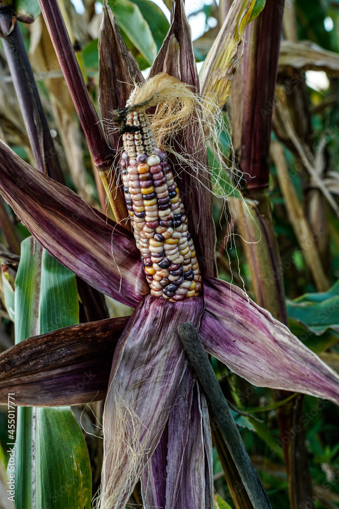Indian, festive corn still on the stalk. Husk is open revealing the ...