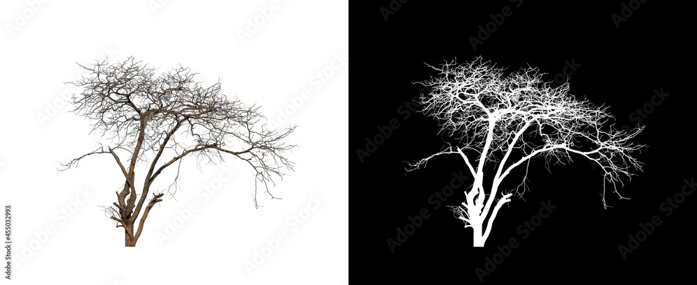 dead tree isolated on white background with clipping path and alpha ...