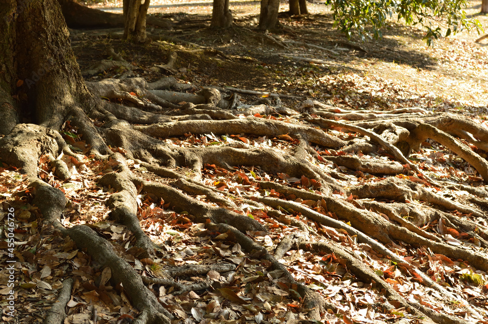 Tree roots of the tree that grow as if grab a fallen leaves are ...