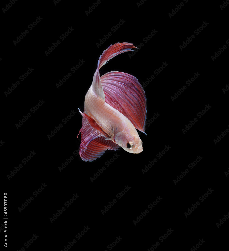 A betta fish is a small, freshwater fish that is brightly colored has ...