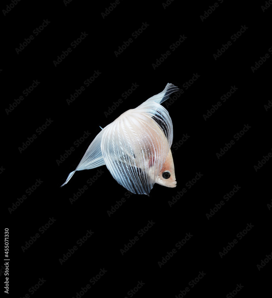 A betta fish is a small, freshwater fish that is brightly colored has ...