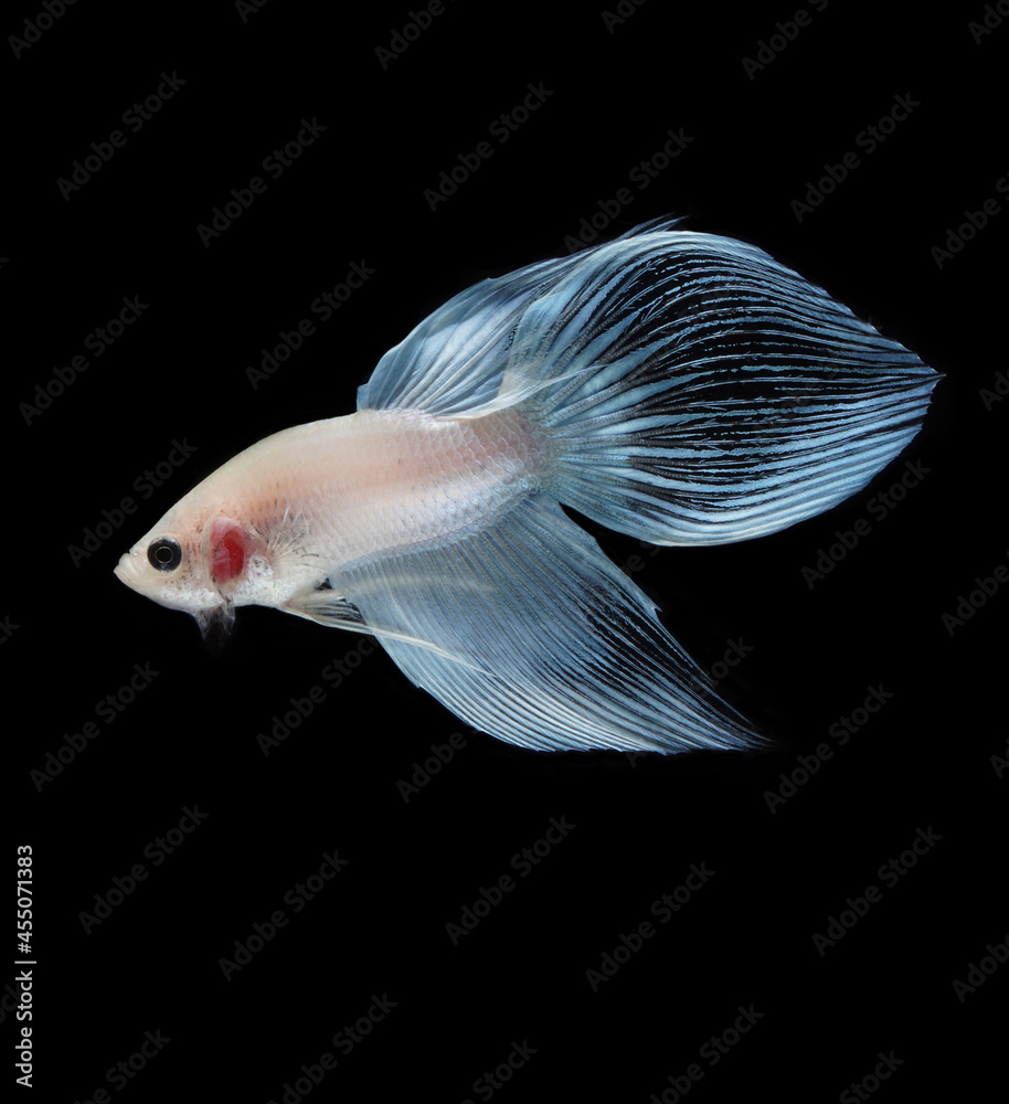 A betta fish is a small, freshwater fish that is brightly colored has ...