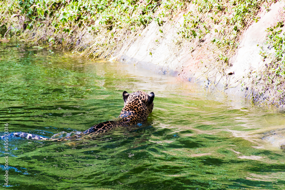 Pictures of leopards that are floating in the water. Stock Photo ...