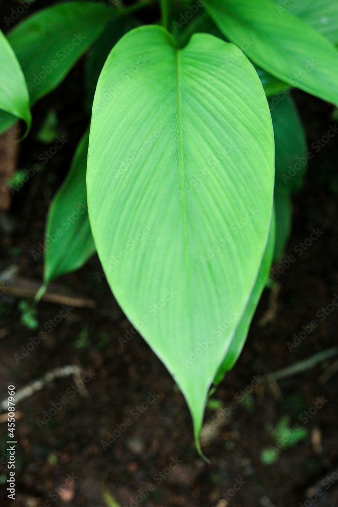 Turmeric, Haldi (Curcuma Longa) plant leaves isolated. Asian herb ...