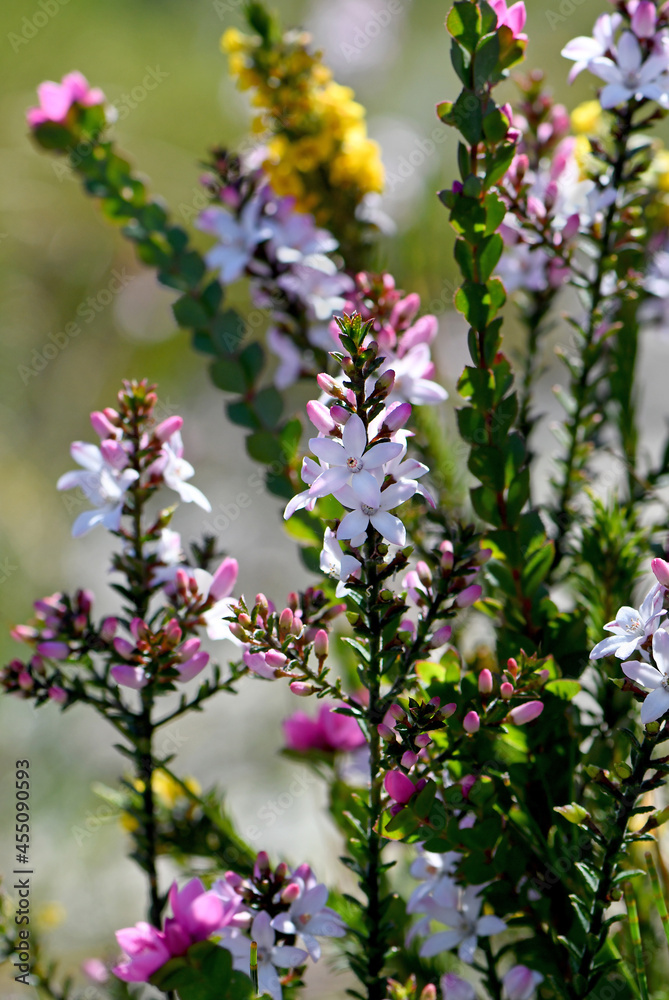 White flowers and pink buds of the Australian native Box Leaf Waxflower ...