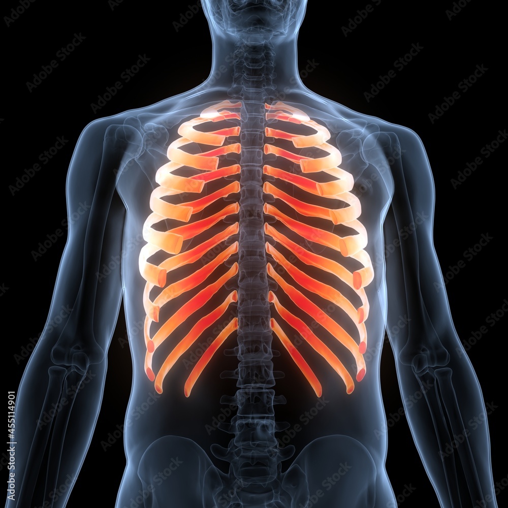 Human Skeleton System Rib Cage Bone Joints Anatomy Stock Illustration ...