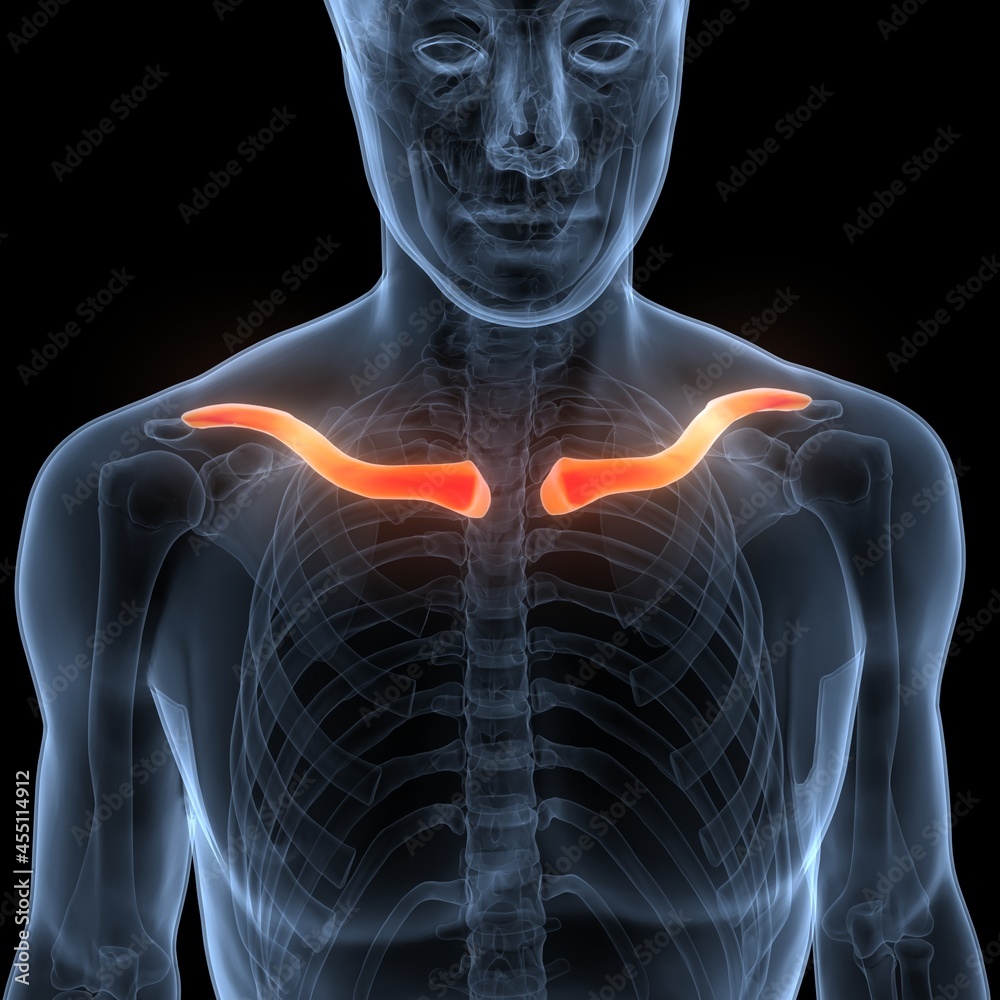 Human Skeleton System Clavicle Bone Joints Anatomy Stock Illustration ...