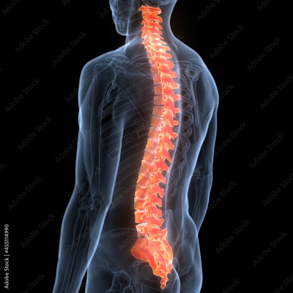 Spinal Cord Vertebral Column of Human Skeleton System Anatomy Stock ...