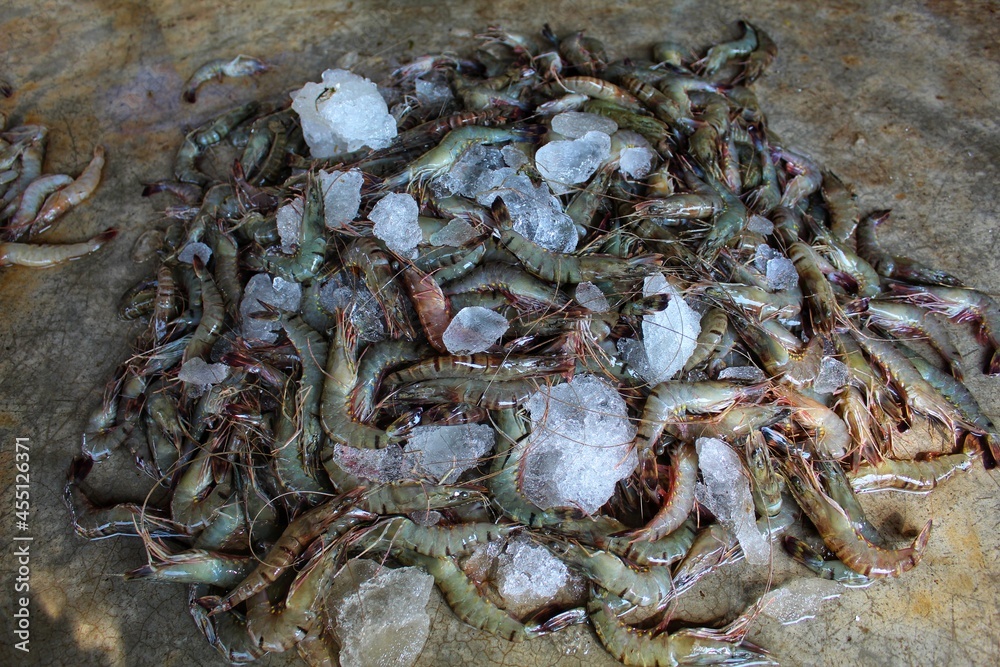 pile of freshly caught tiger prawn in ice for sale in fish market Stock ...