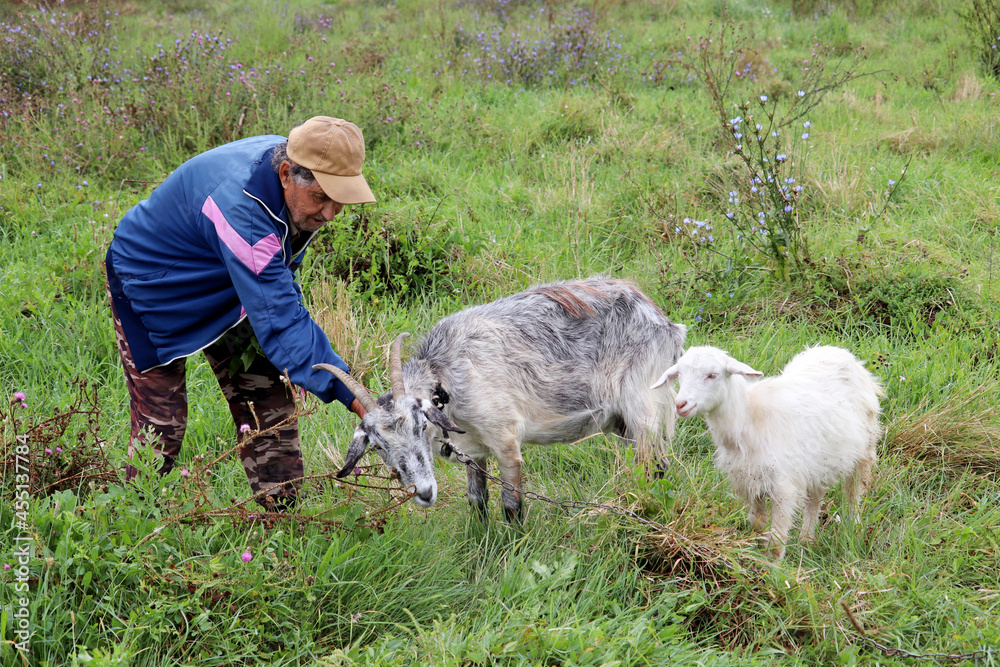Old farmer strokes a gray goat grazing with white kid goat on a green ...