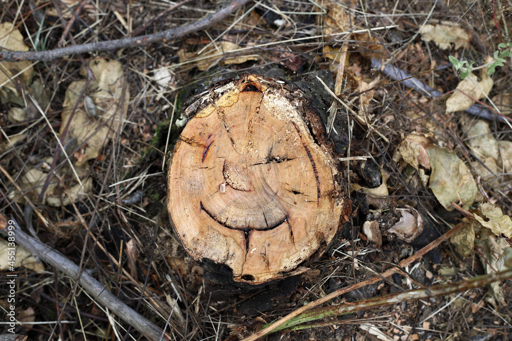 tronco cortado con marcas que parecen una cara, pareidolia foto de ...