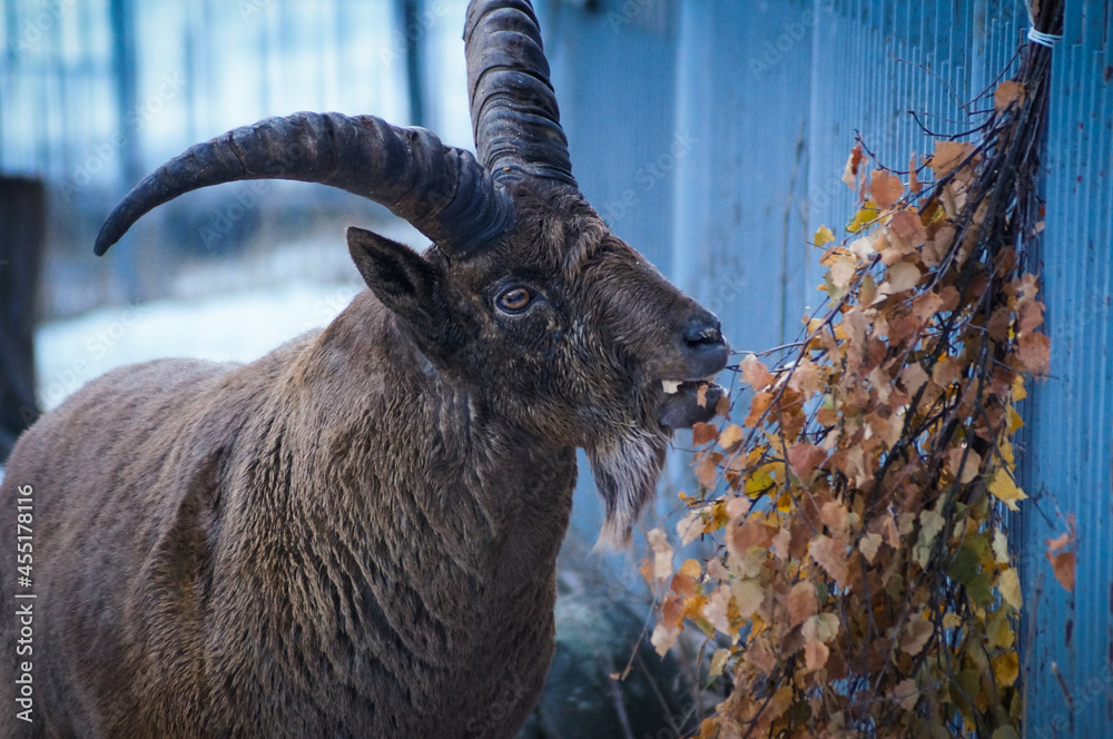 male of a mountain tur with big beautiful horns and thick brown hair in ...