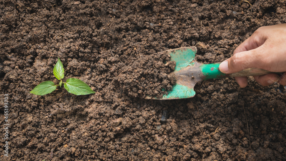 Hand holding a shovel scooping soil to plant young seedlings. Stock ...