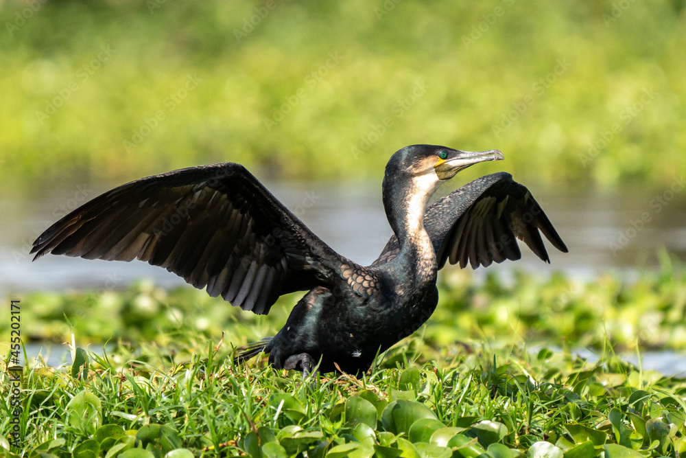 The great cormorant, Phalacrocorax carbo known as the great black ...