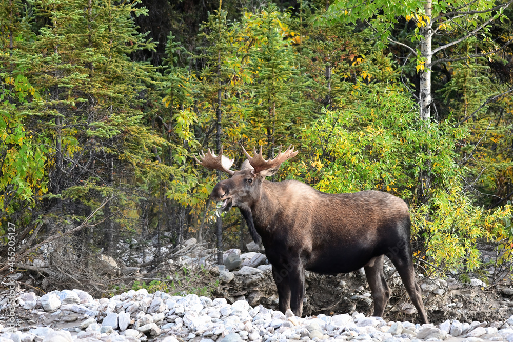 A young Alaska bull moose (Alces alces gigas) grazes on low-growing ...