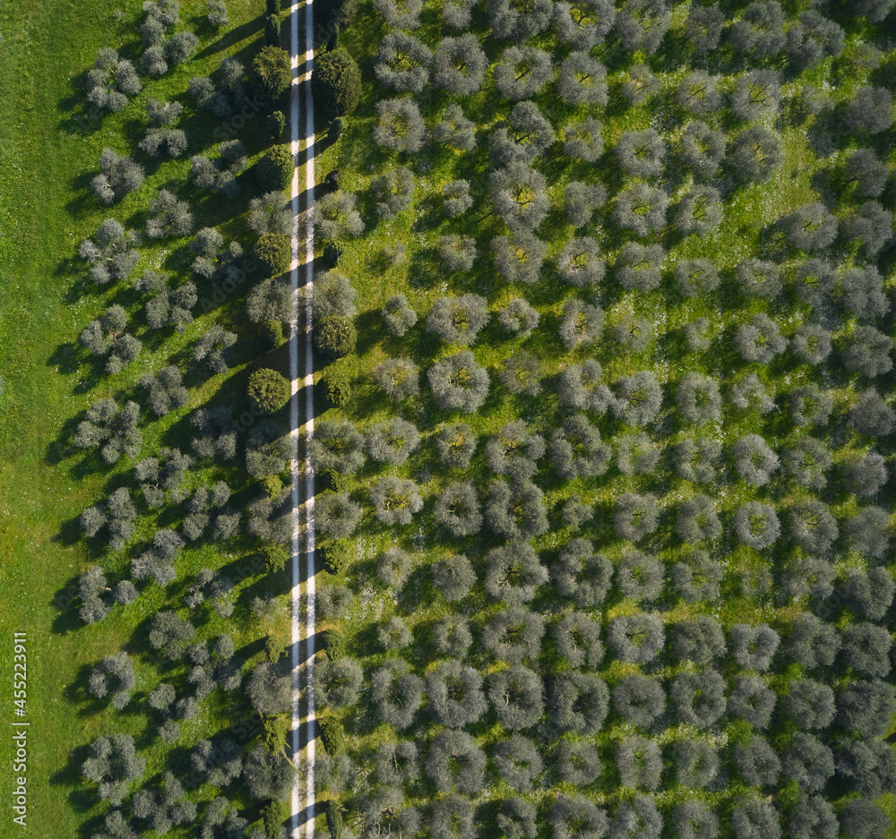 Road through the olive grove aerial view. Top view of a grove of olive ...