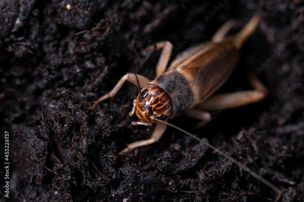 Cuban cricket reproduction, Gryllus assimilis, a species of breeding ...