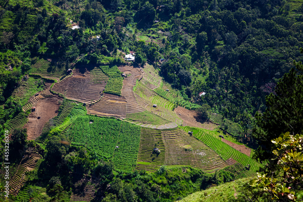Beautiful rural landscape, tea plantations in Ceylon island, travel to ...