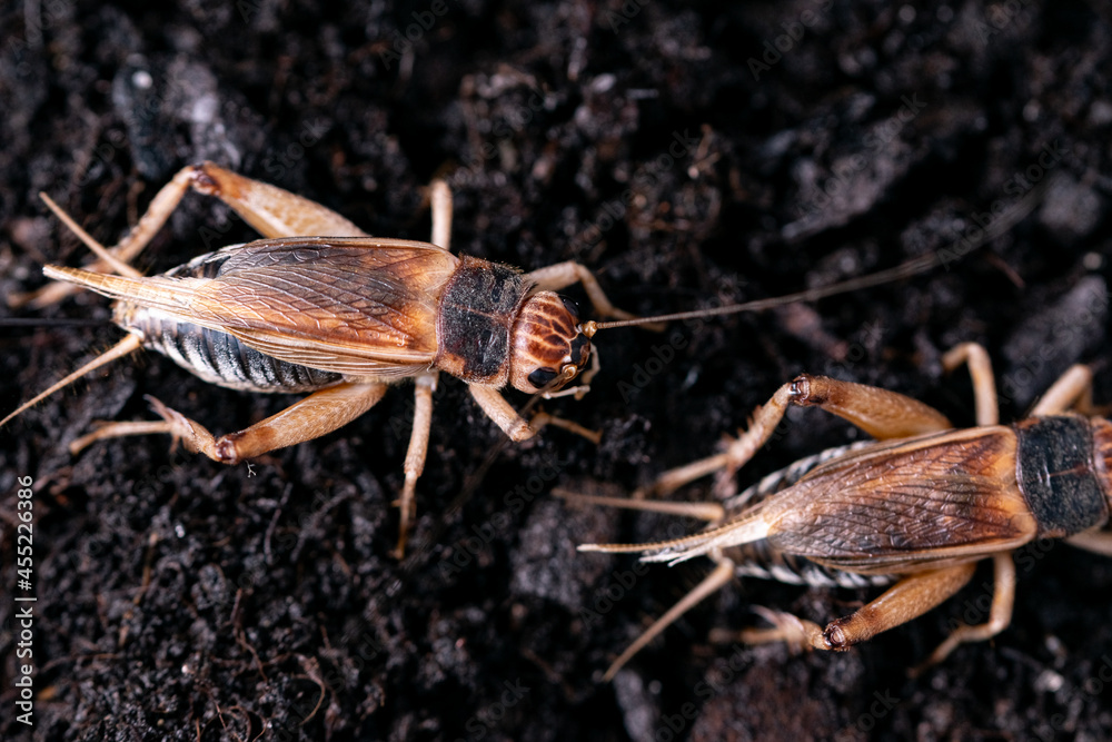 Cuban cricket reproduction, Gryllus assimilis, a species of breeding ...