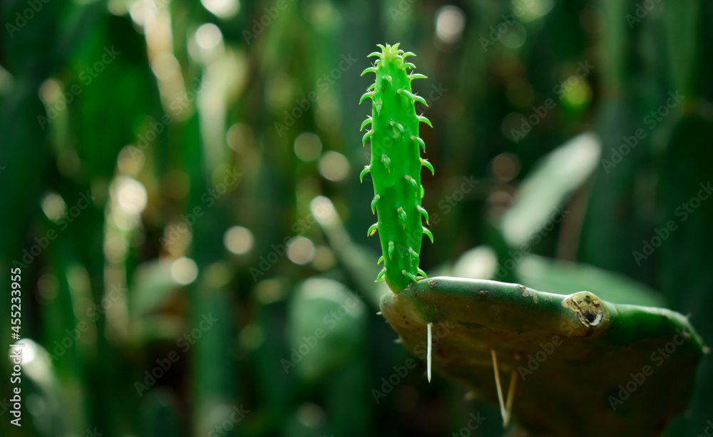Prickly pears are also known as tuna, sabra, nopal from the Nahuatl ...