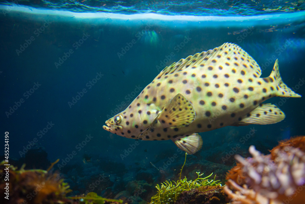 Beautiful fish at bottom of the ocean, aquarium, sea. Spotted fish in ...