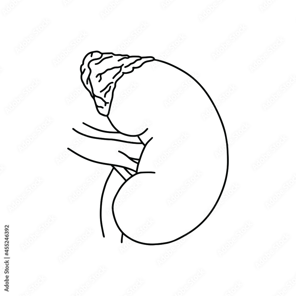 Vector, anatomical left Kidney. Realistic, outline illustration ...