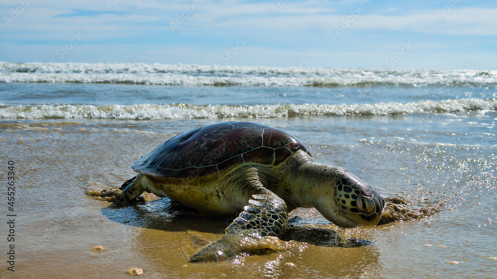 This sea turtle - Loggerhead turtle (Caretta caretta) is dying now as ...