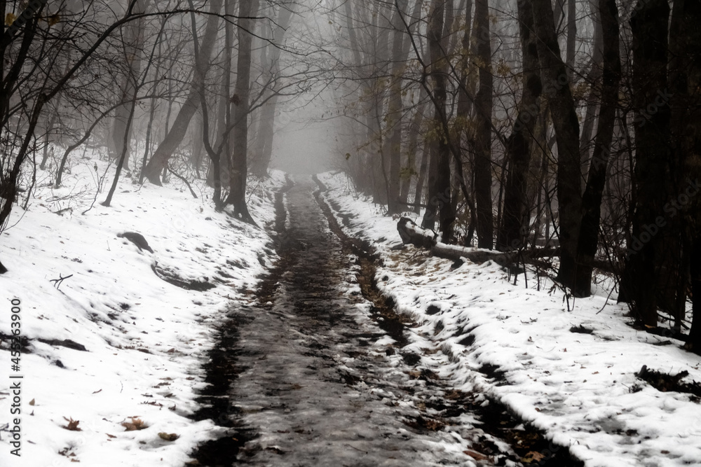 Scotch mist, thick fog hung over the muddy forest road and the wet snow ...