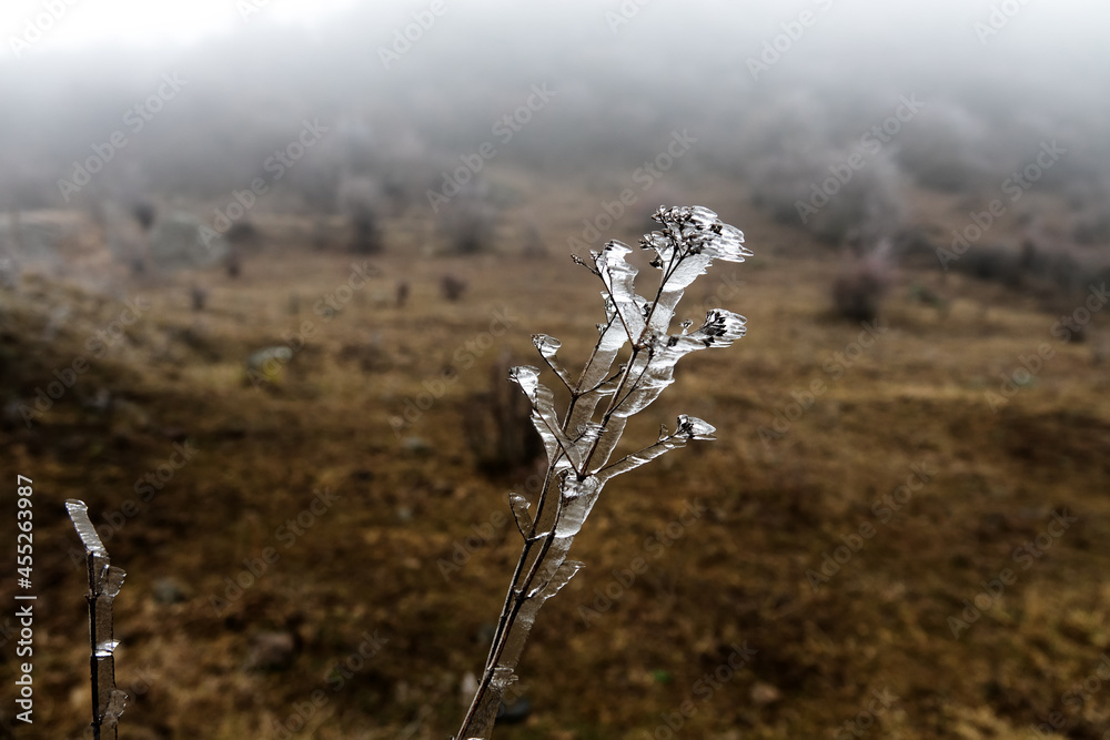 After the freezing rain (glazed rain). Note that as the plants ...