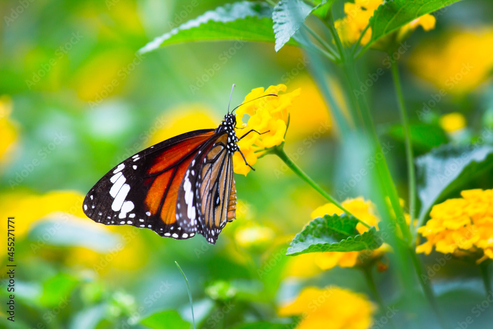 The monarch butterfly or simply monarch is a milkweed butterfly in the ...