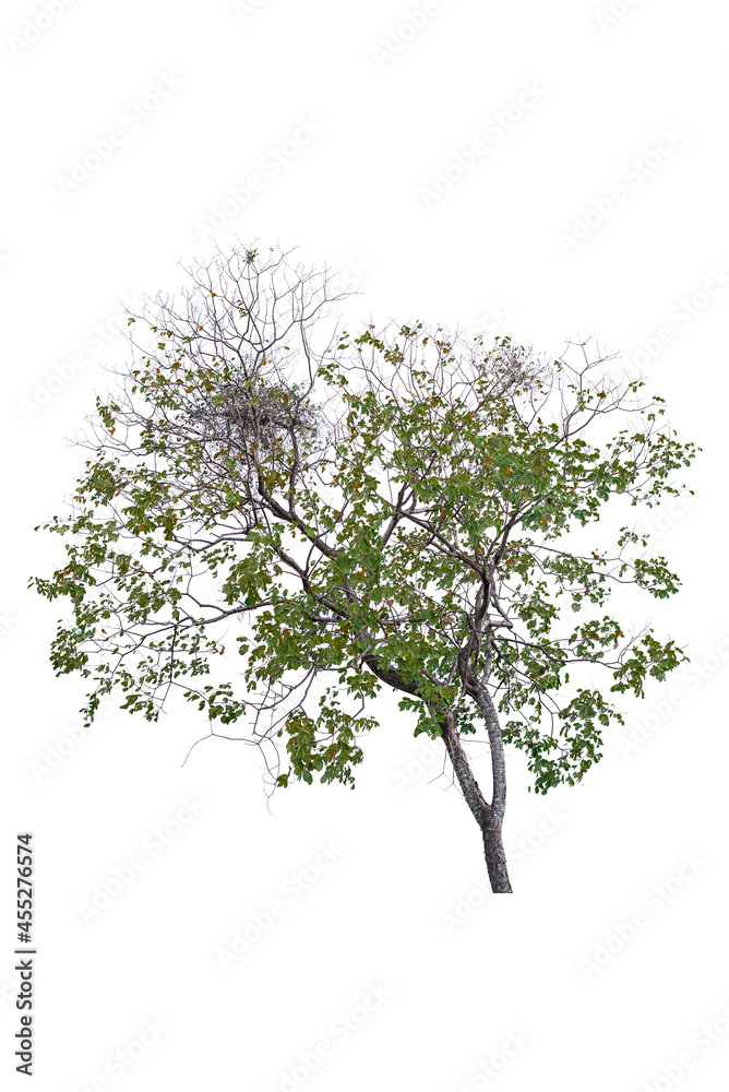 Hibiscus tiliaceus tree isolated on white background, saved with ...