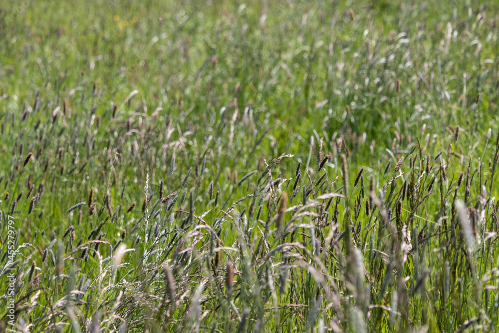 sommerliche Wiese Stock Photo | Adobe Stock