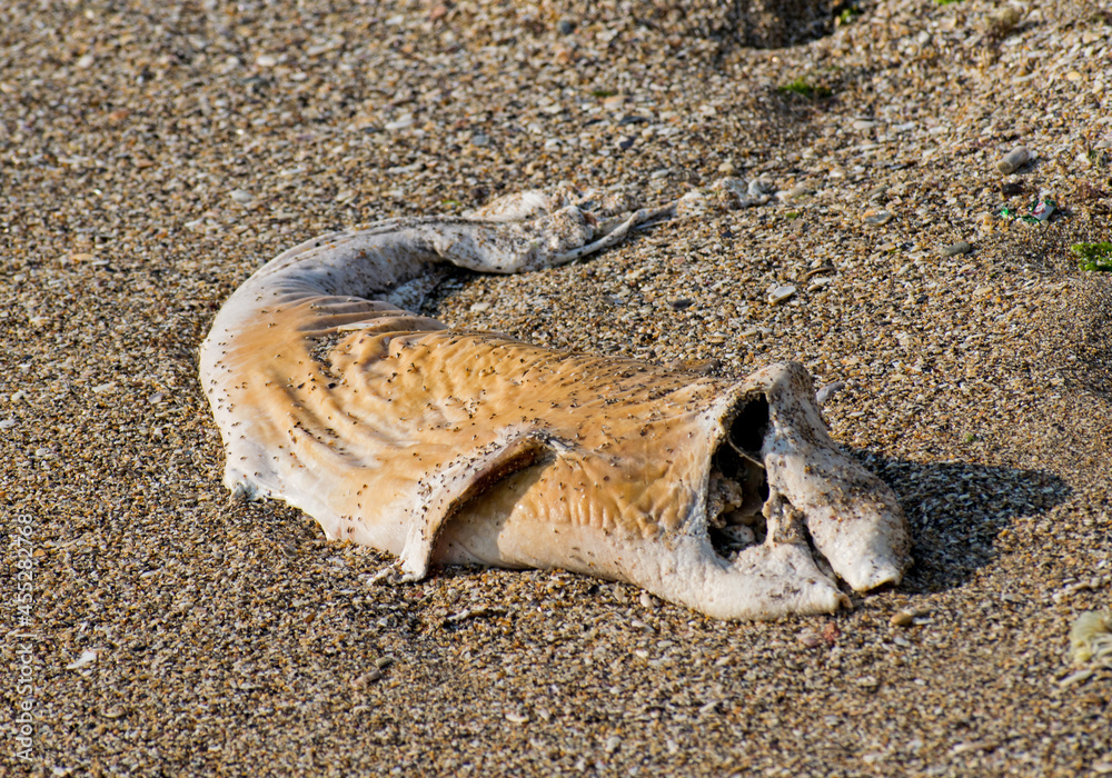 The rotten corpse of a fish or dolphin brought by the waves to the ...