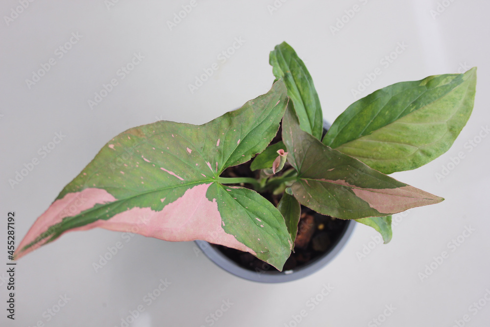 Syngonium Pink Splash in isolated white background. Syngonium ...