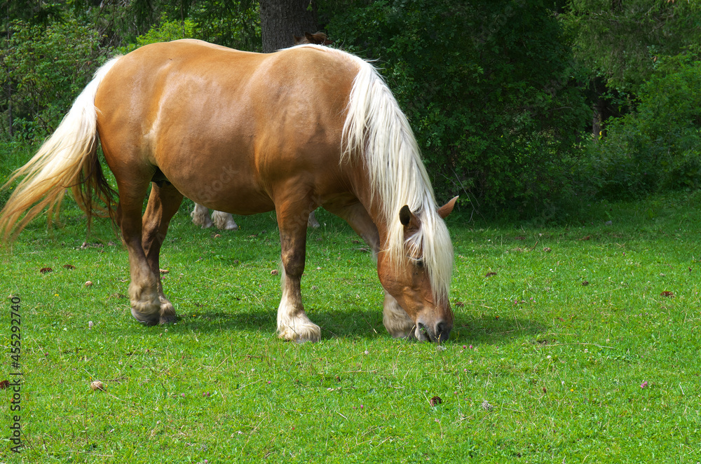 Cheval de trait endémique de la région Franc-Comtoise et de son poulain. Stock Photo | Adobe Stock