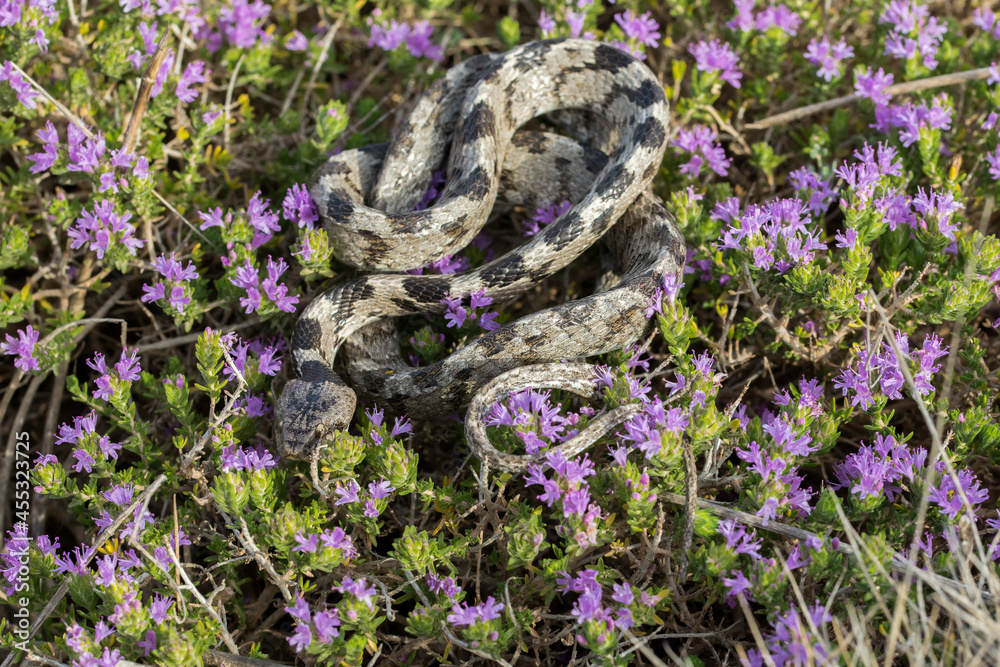 A European Cat Snake, or Soosan Snake, Telescopus fallax, curled up on ...