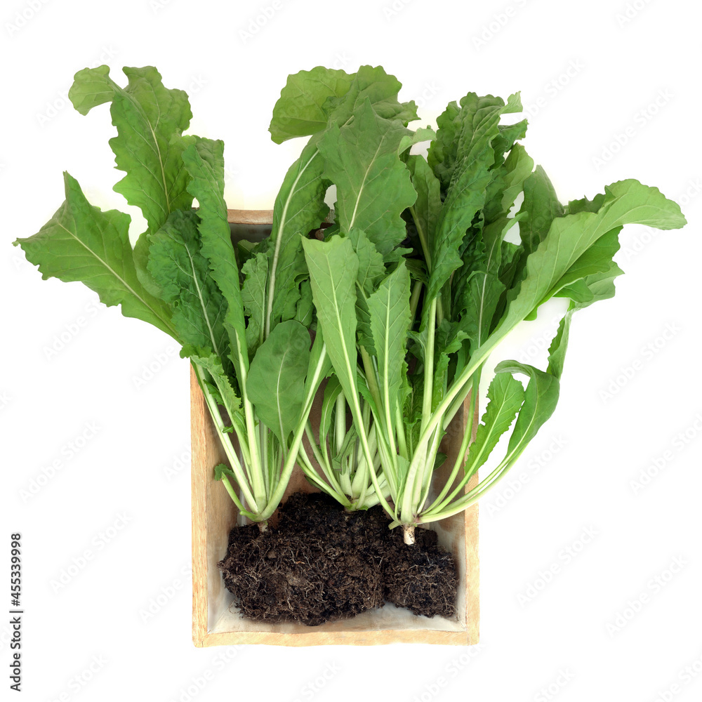Rocket plants with green leaves and roots in soil in wooden box. Immune ...