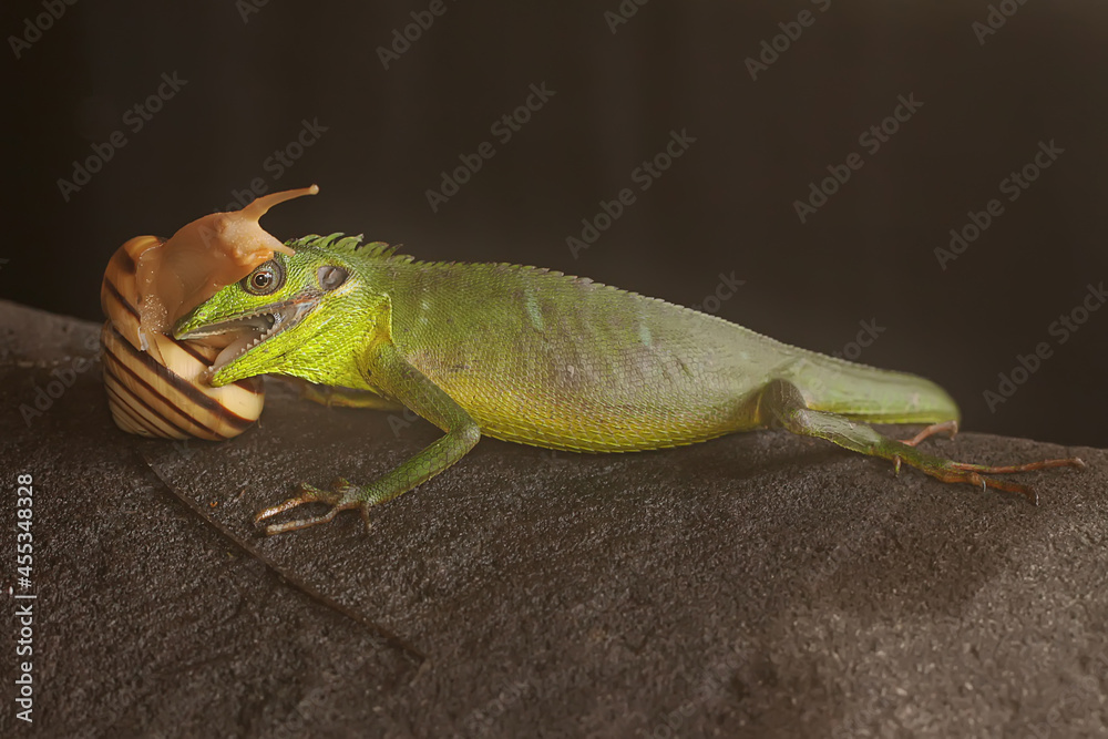 A Sumatran bloodsucker lizard eating a snail. This reptile from Sumatra ...