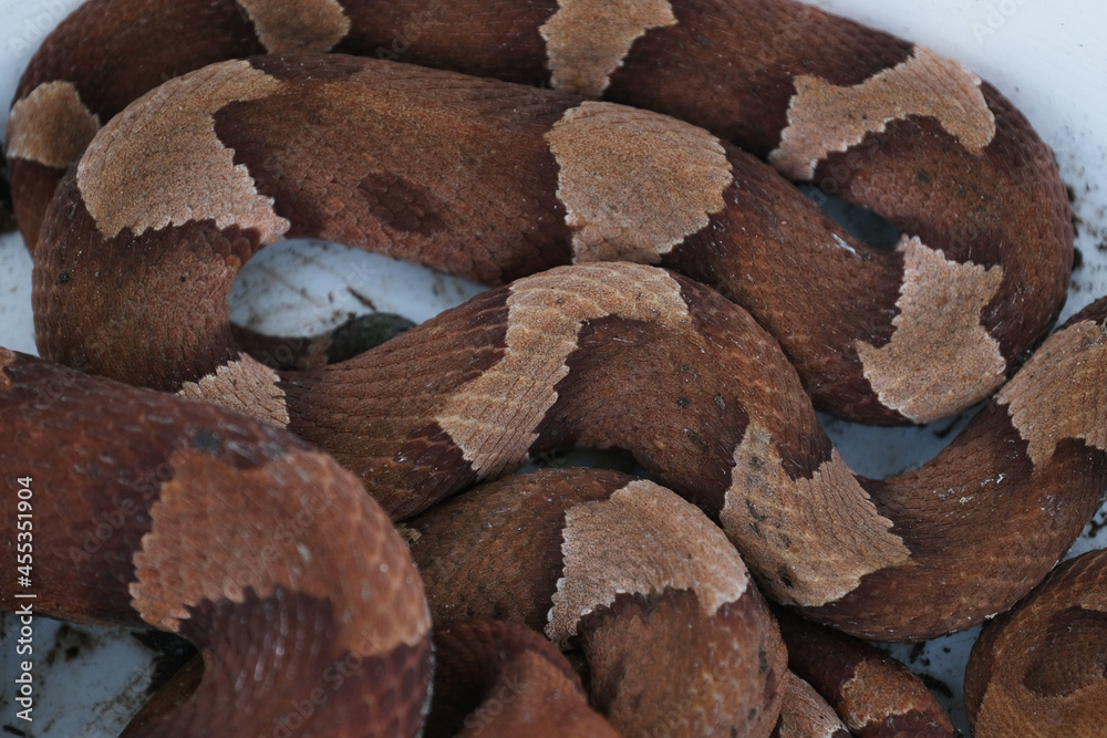 Texture of Copperhead venomous snakes pattern of scales. Stock Photo ...