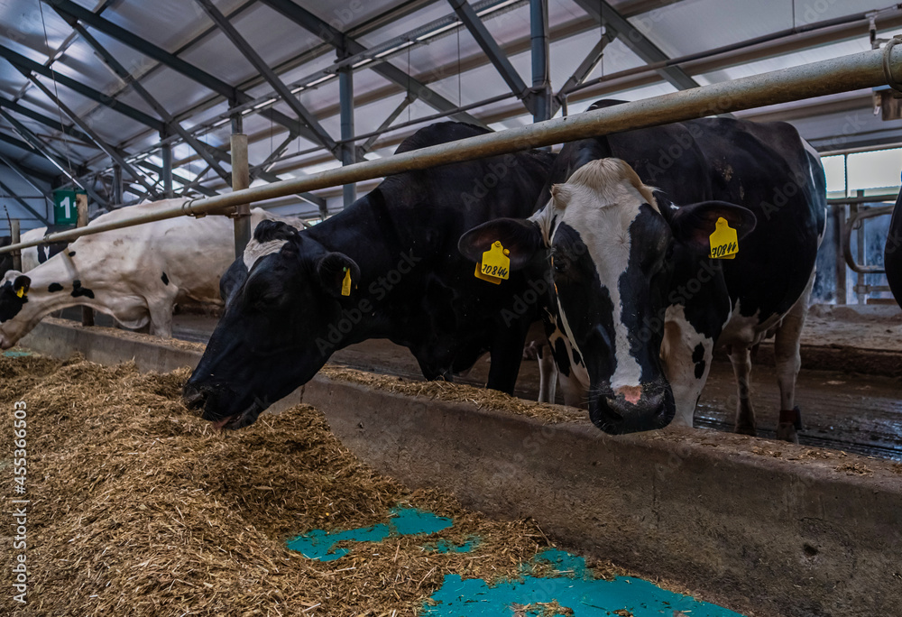 Cow close up. Stalls of a modern barn with cows and rows of special ...