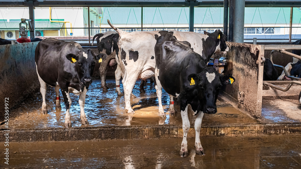 Cow close up. Stalls of a modern barn with cows and rows of special ...