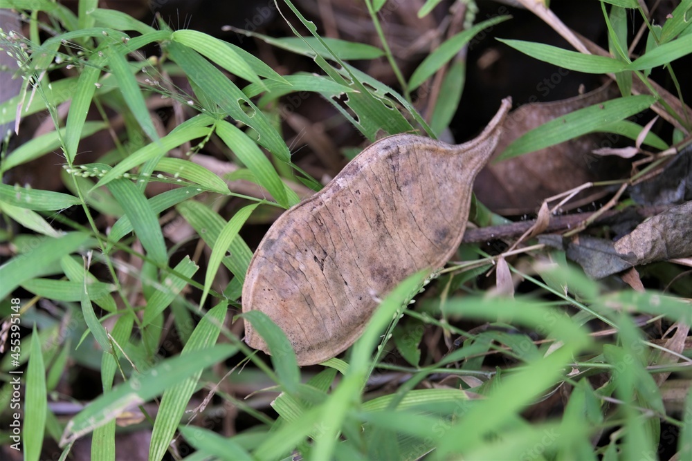 Pericopsis mooniana fruit, the nandu wood or nedun tree, is a species ...