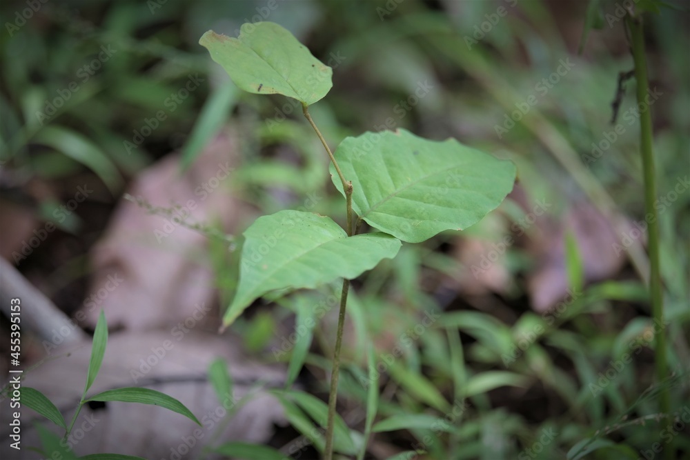 Pericopsis mooniana TWH, the nandu wood or nedun tree, is a species of ...