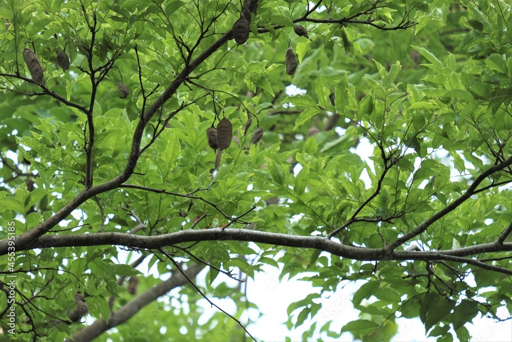 Pericopsis mooniana TWH, the nandu wood or nedun tree, is a species of ...