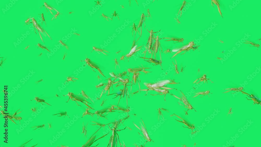 3D animation featuring a swarm of thousands of locusts flying into ...
