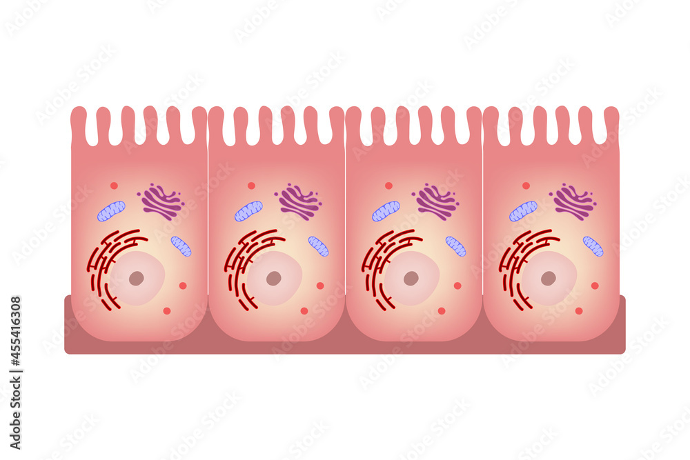 Intestinal epithelial cell. Infographics enterocyte. Medical education ...