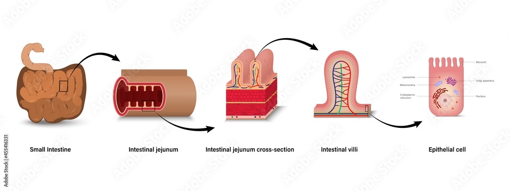 Anatomy of small intestine. Intestinal jejunum cross-section, Internal ...