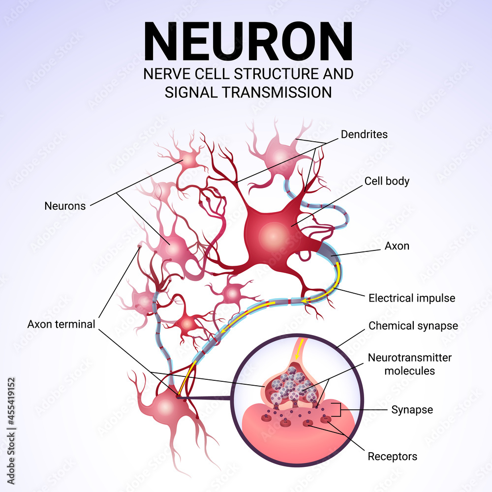 neuronal structure and signal transmission, medical poster Stock Vector ...