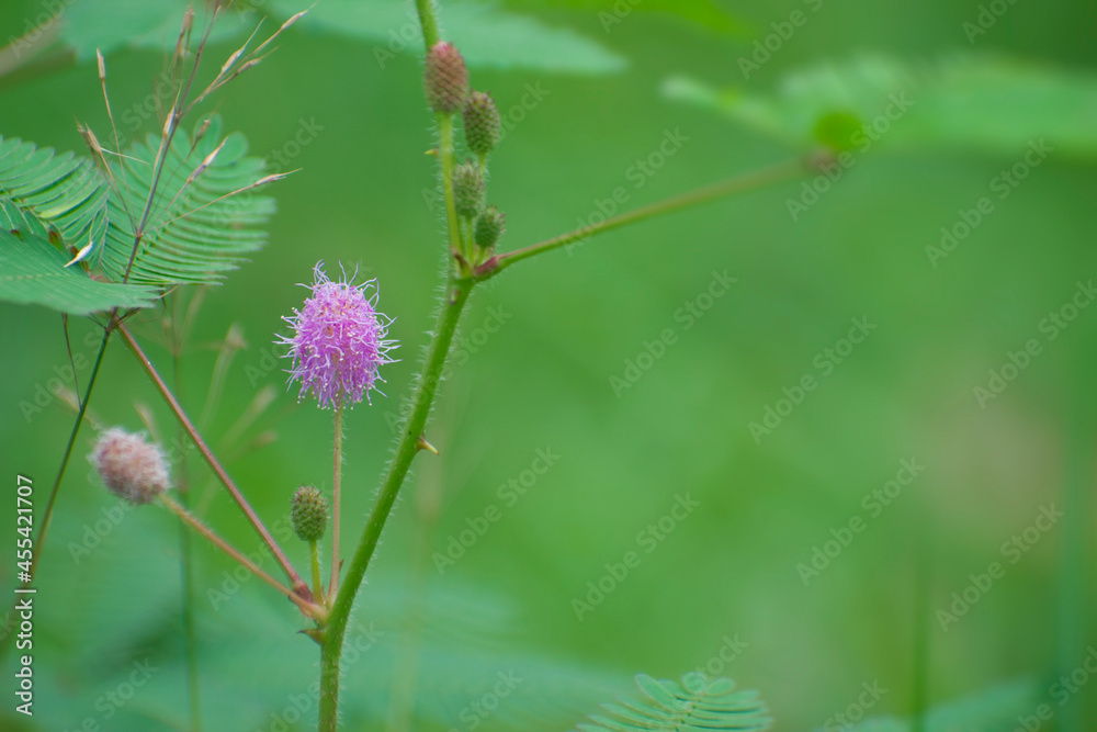 Mimosa pudica flower.sensitive tree, sleepy plant, action tree, touch ...