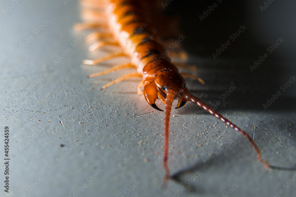 Creepy Centipede Sharp Pincers and Tentacles Stock Photo | Adobe Stock
